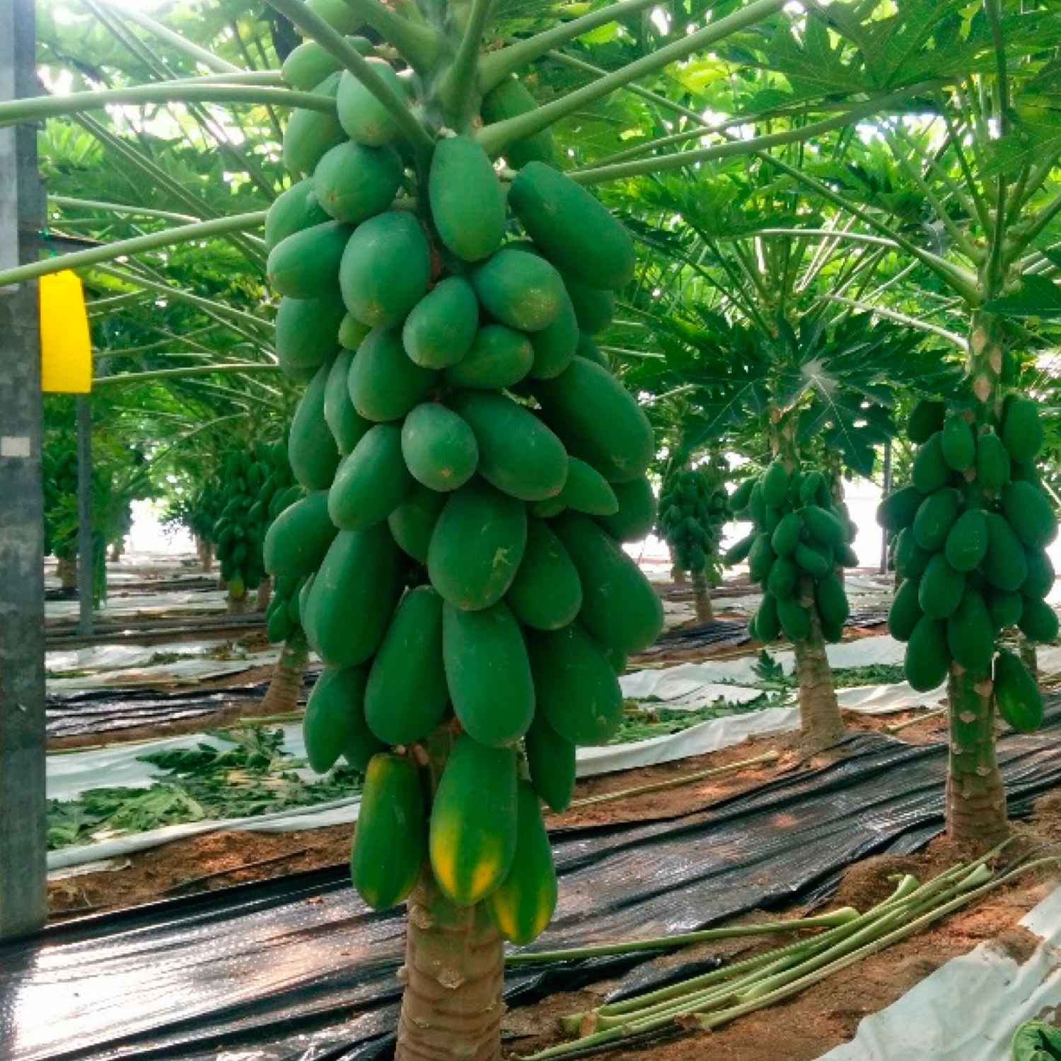 Papaya Dwarf Fruit Seeds – Vedonic