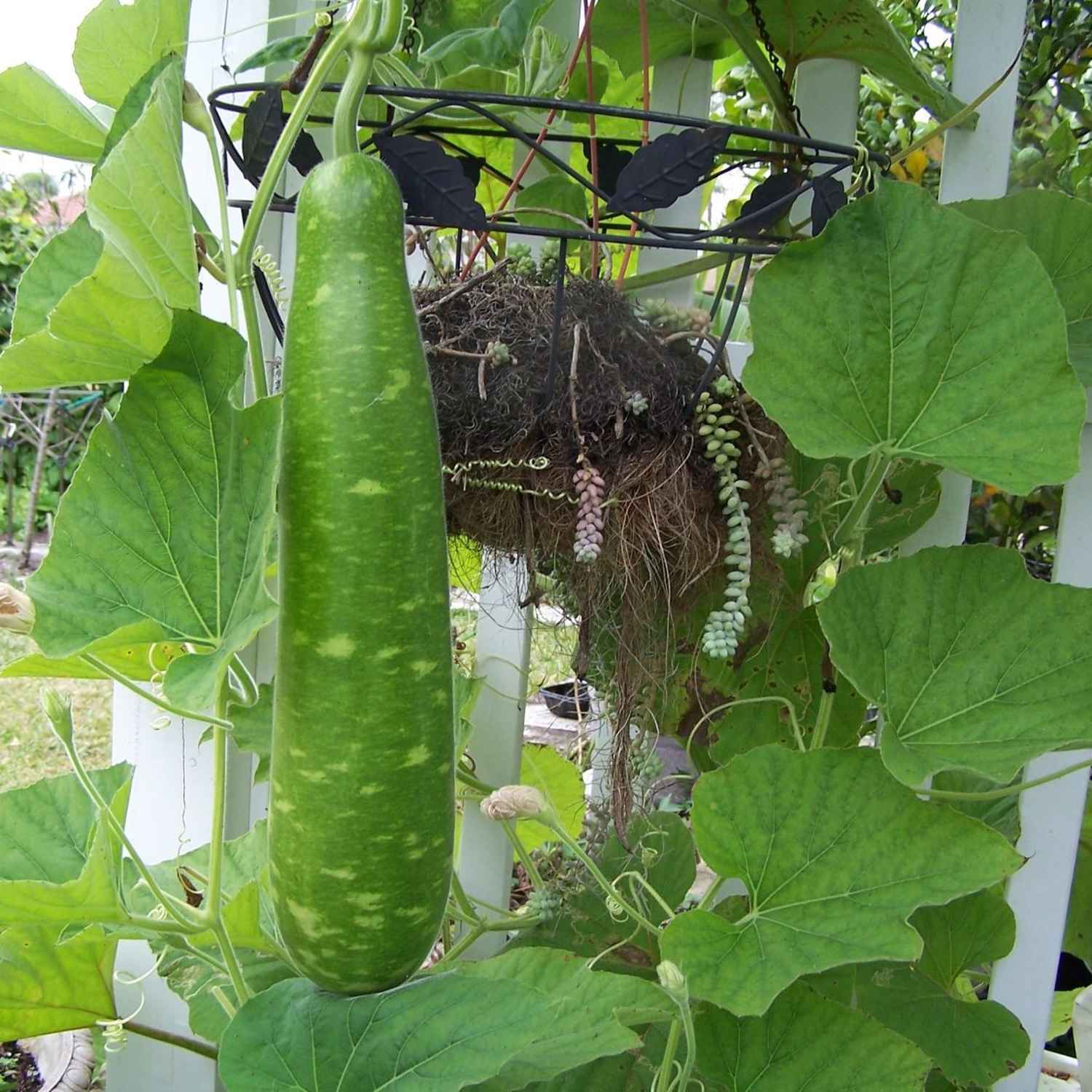 Bottle Gourd Dark Long Seeds – Vedonic
