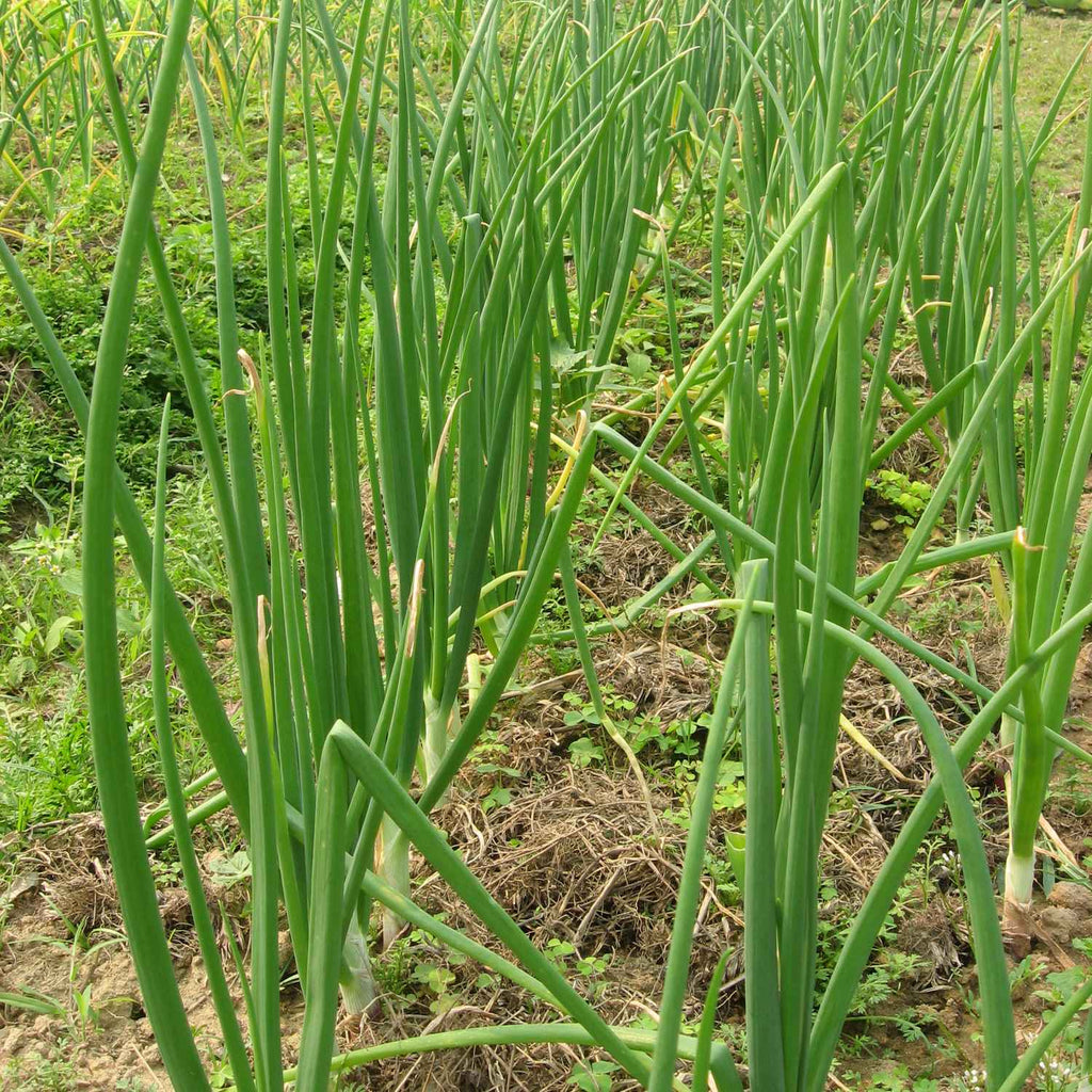 Buy Garden Supply Online - Spring Onion Seeds | Vegetable Seeds – Vedonic