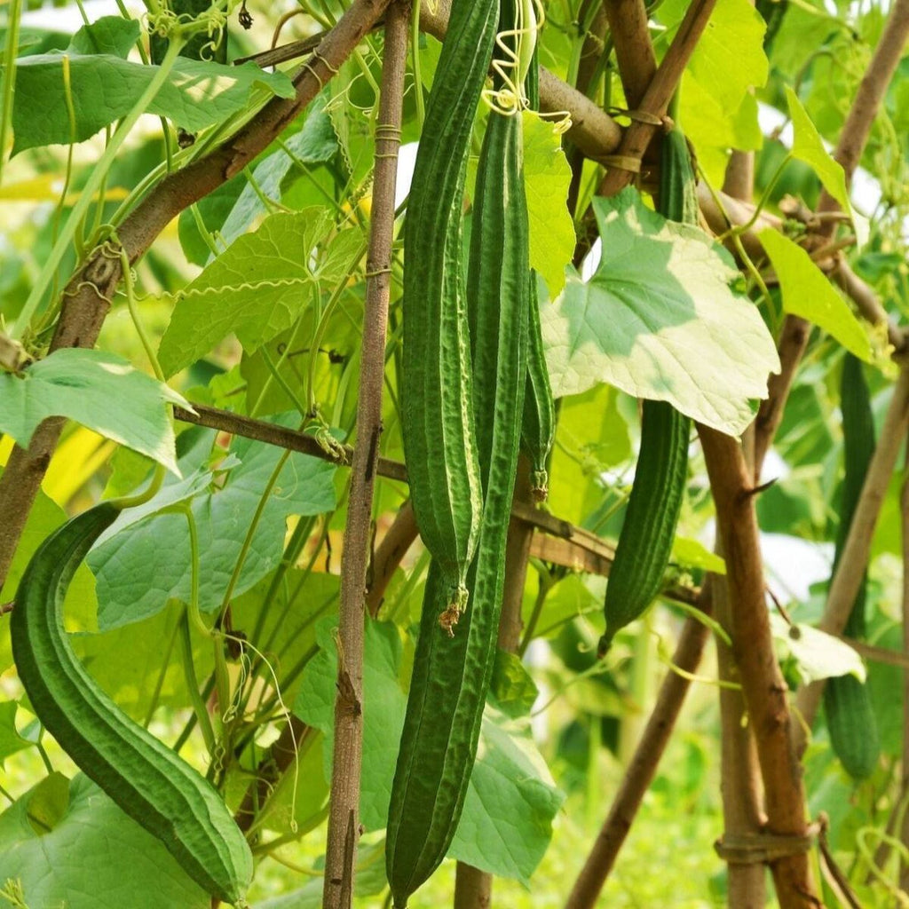 Buy Vegetable Seeds Online - Ridge Gourd(Turai) Seeds – Vedonic