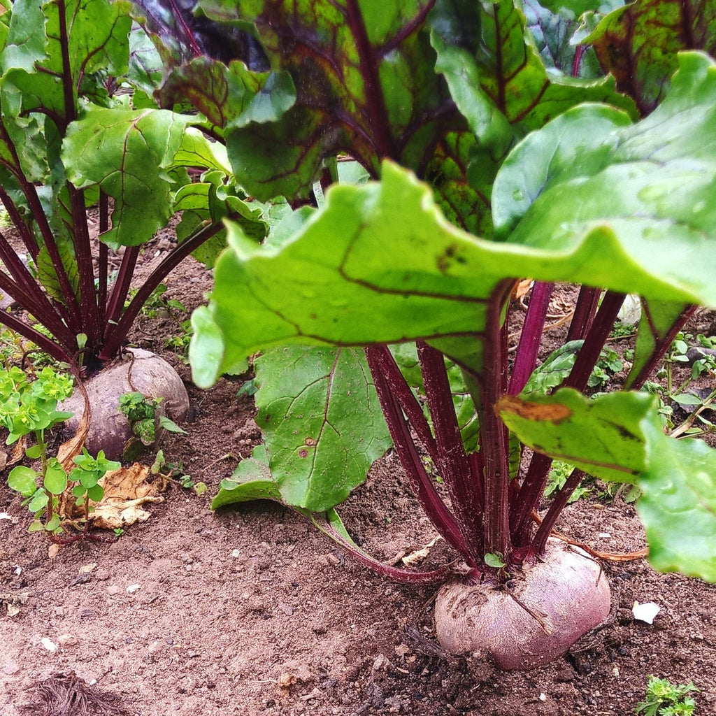 Buy Vegetable Seeds Online - Beet Root Seeds – Vedonic