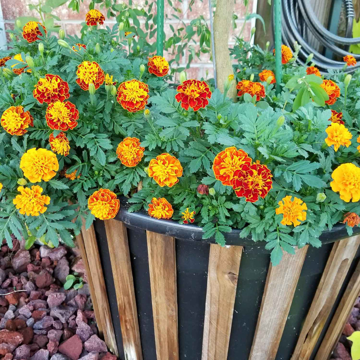Marigold French Mix Flower Seeds – Vedonic