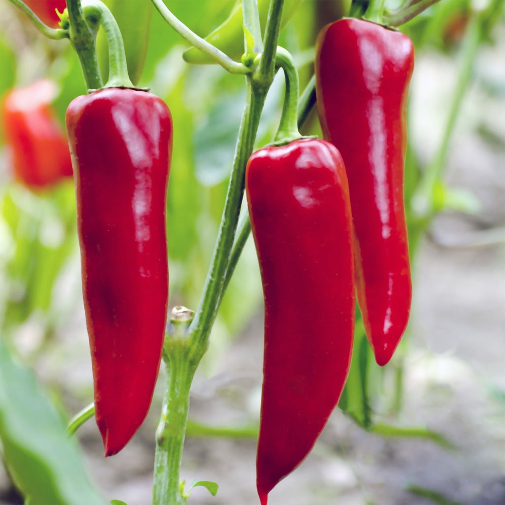Buy Vegetable Seeds Online - Chilli Thick Long Red Seeds – Vedonic