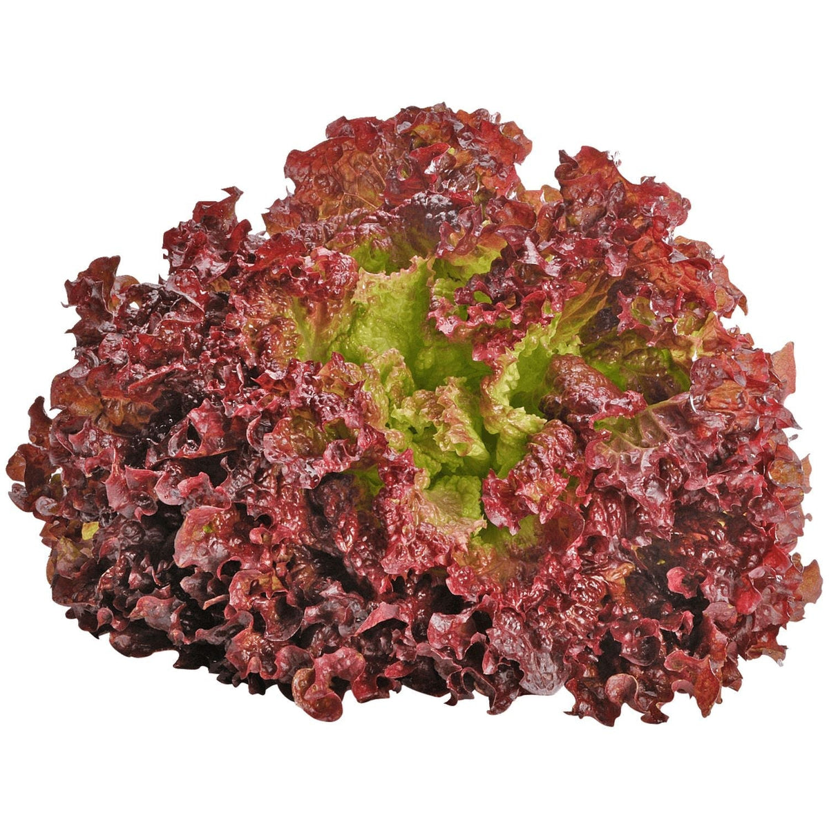 Buy Vegetable Seeds Online - Lettuce - Lollo Rossa Seeds – Vedonic