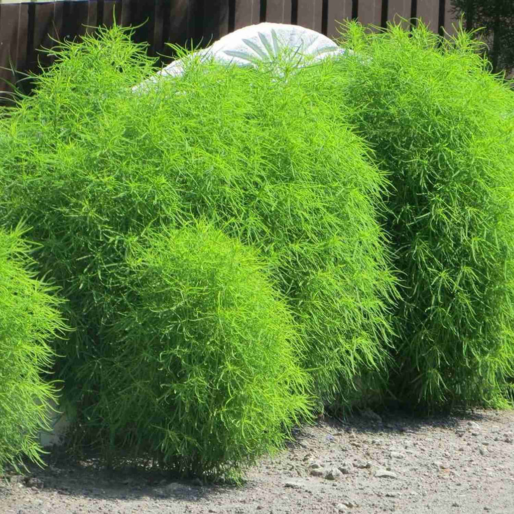Buy Garden Supply Online -Kochia - Burning Bush Ornamental Seeds – Vedonic