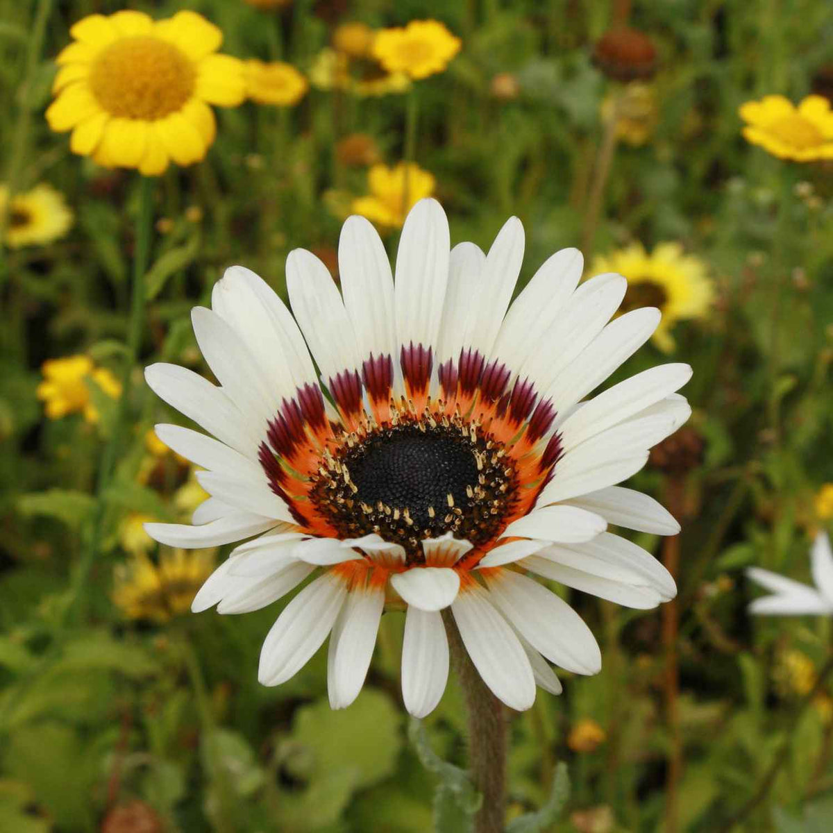 Venidium White Flower Seeds – Vedonic