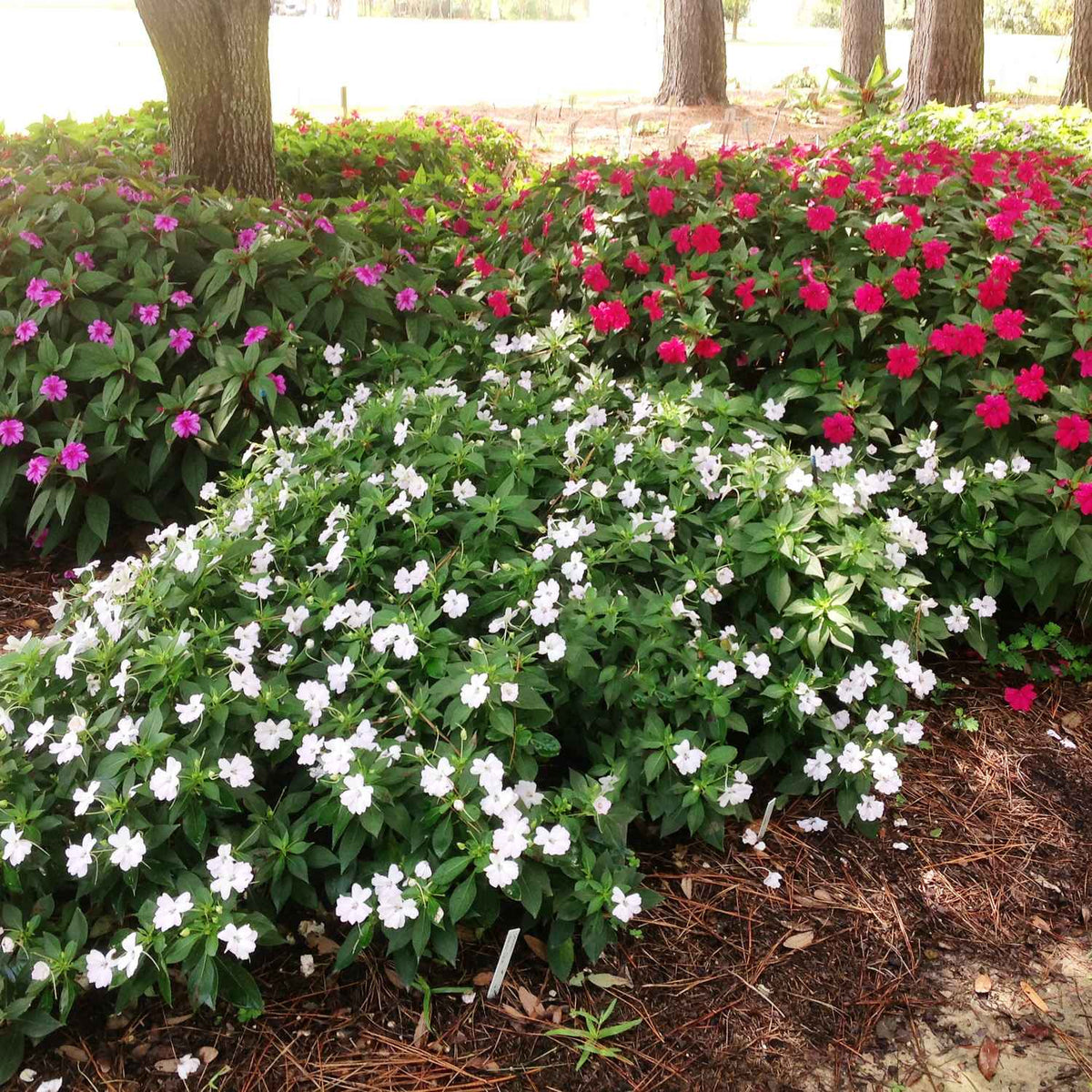 Vinca Mix Flower Seeds – Vedonic