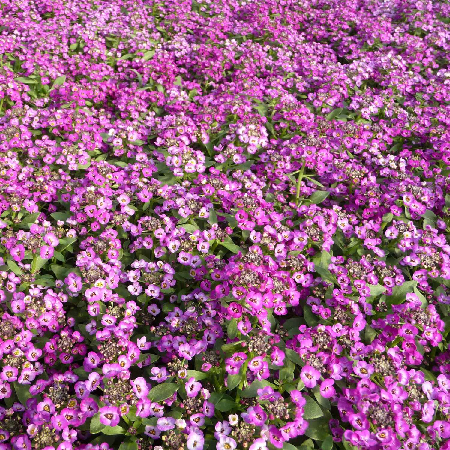 Alyssum Rosie Flower Seeds – Vedonic