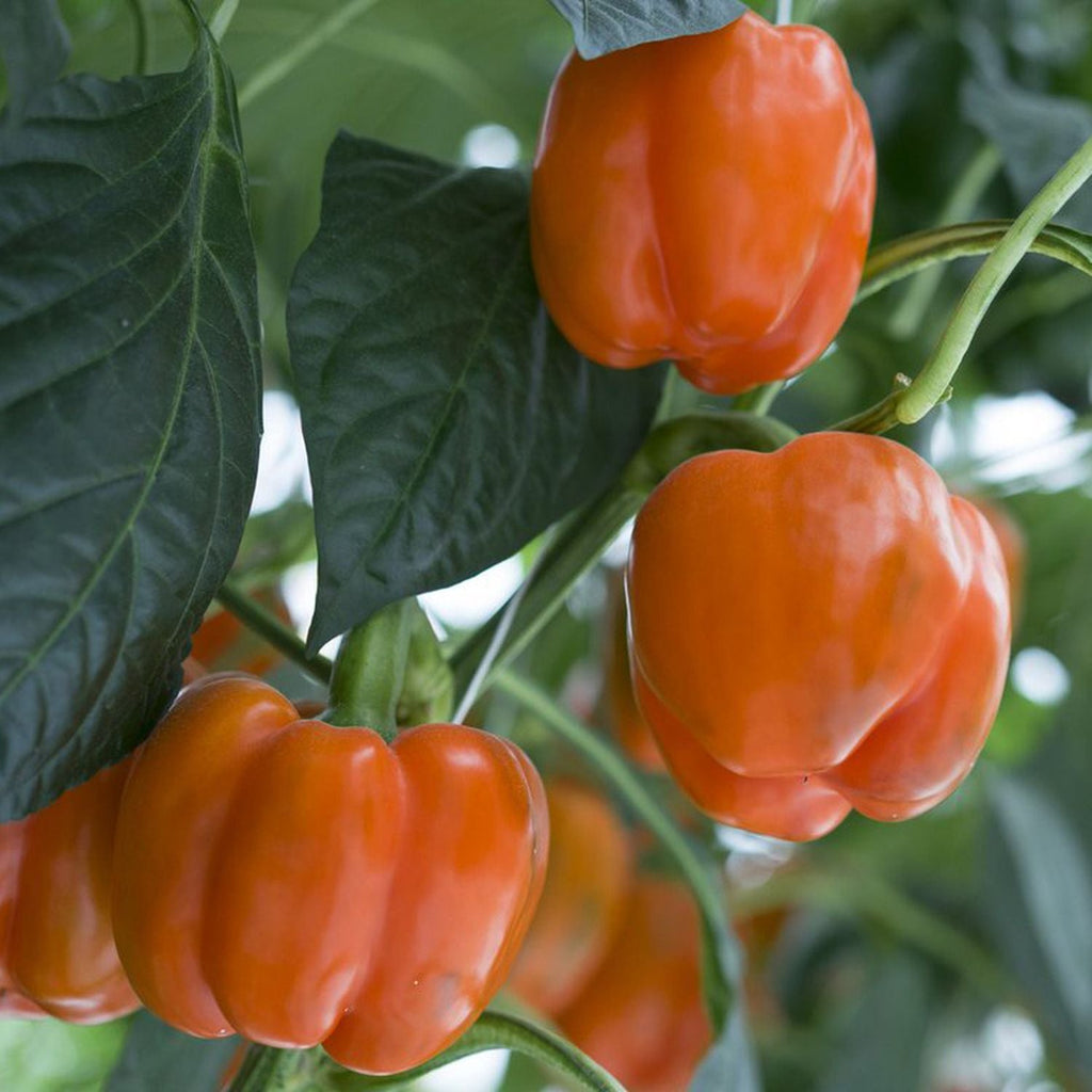 Buy Vegetable Seeds Online - Capsicum Orange Seeds – Vedonic