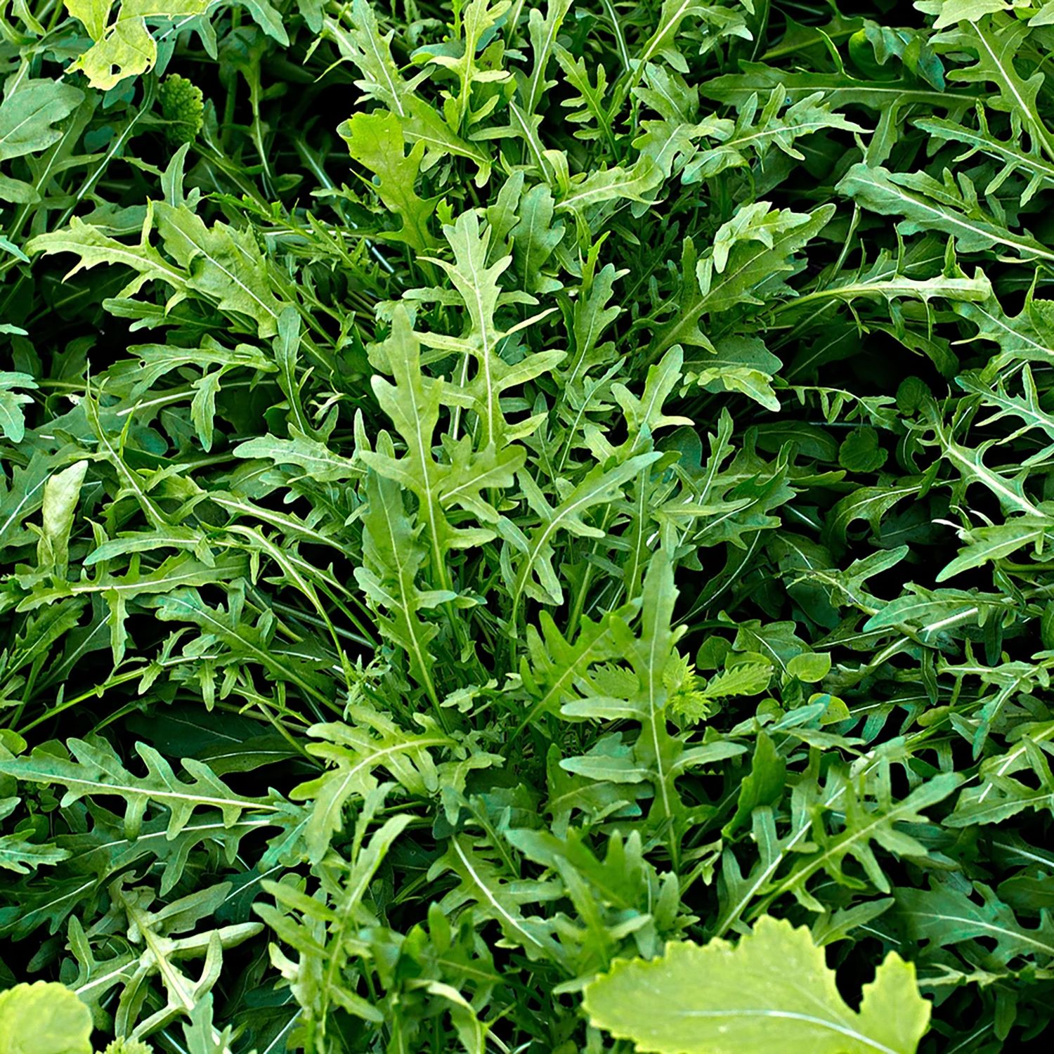 Buy Vegetable Seeds Online - Rocket Arugula Seeds – Vedonic