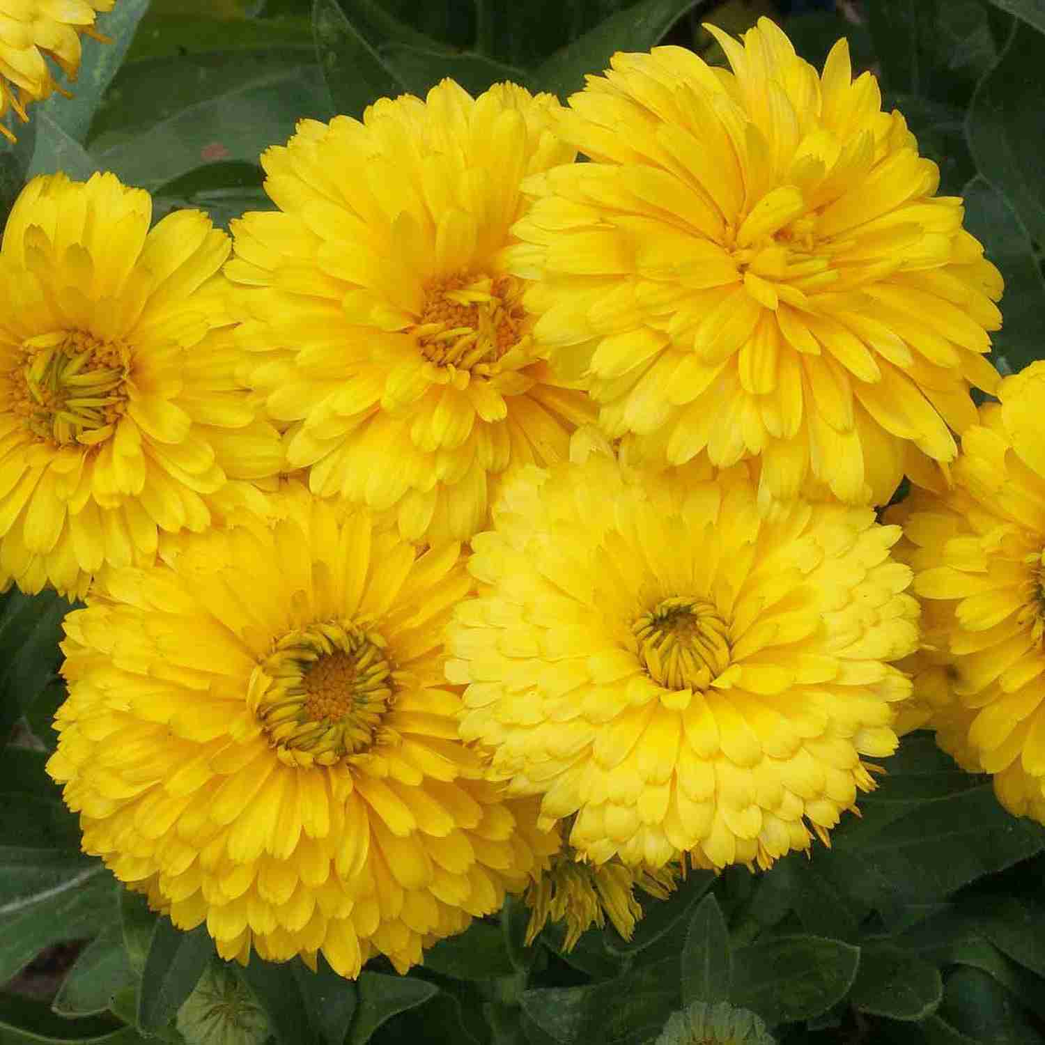 Buy Garden Supply Online -Calendula Yellow Flower Seeds – Vedonic