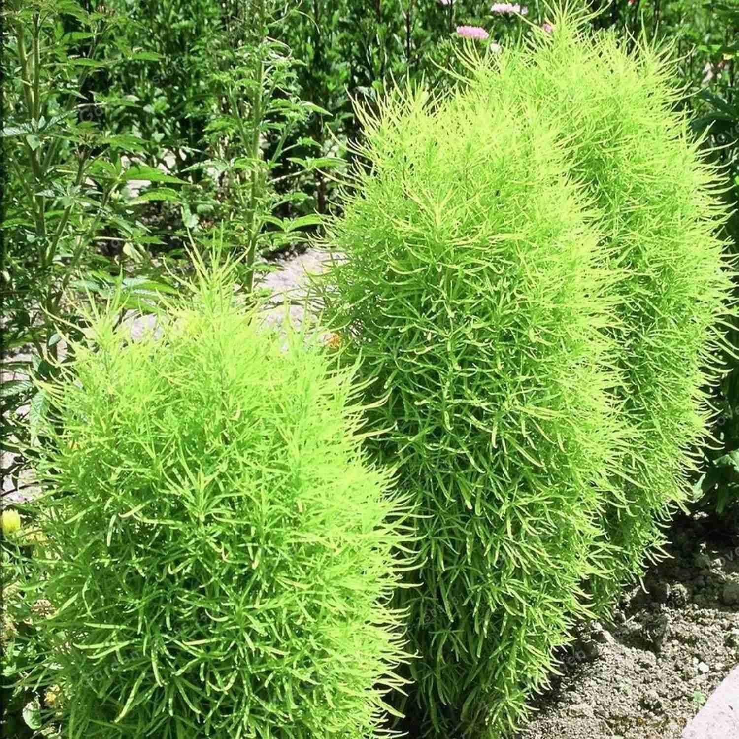 Buy Garden Supply Online -Kochia - Burning Bush Ornamental Seeds – Vedonic