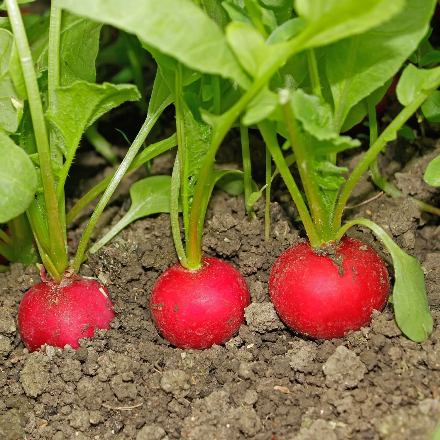Buy Vegetable Seeds Online - Radish Round Red Seeds – Vedonic