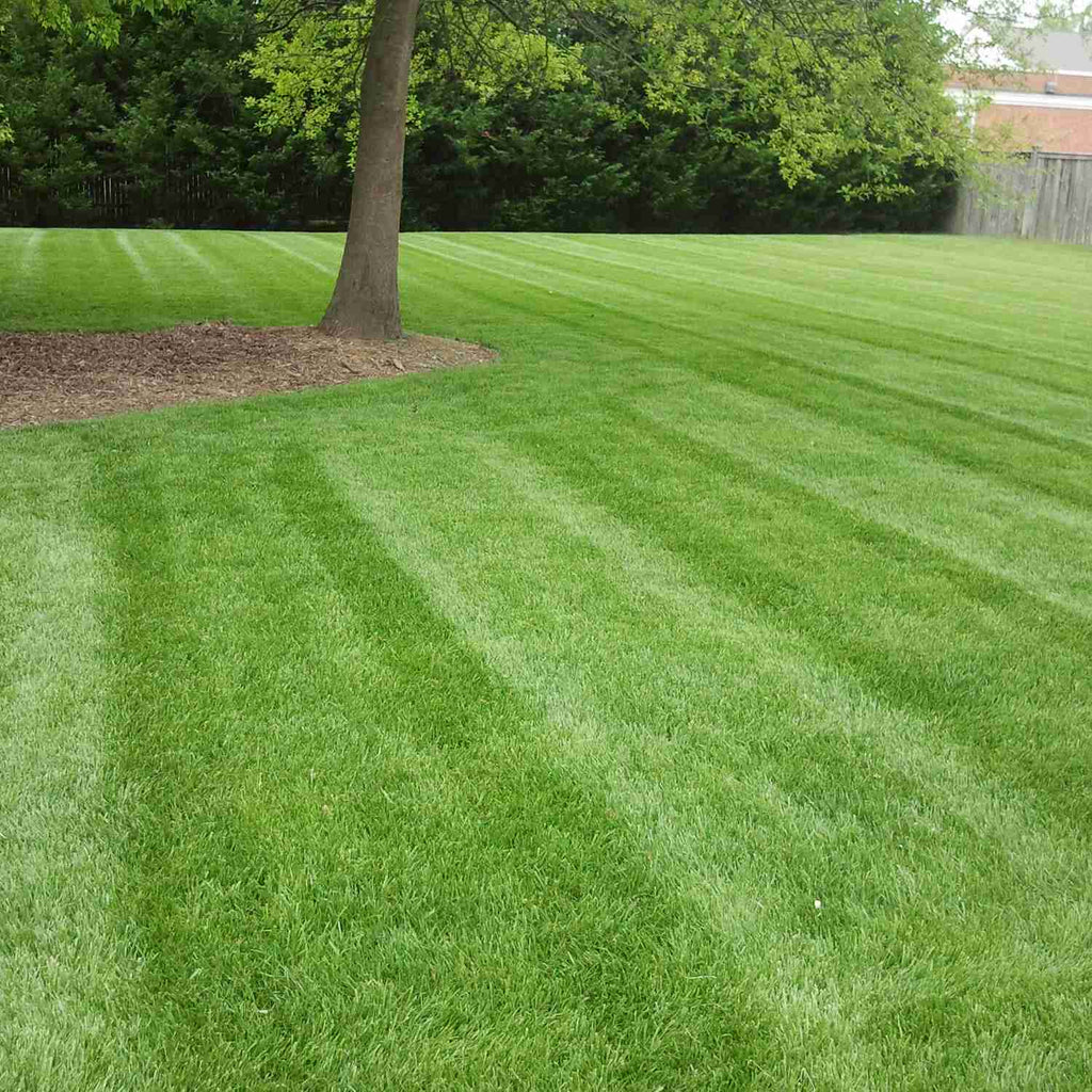 Buy Tuff Lawn Grass Seeds Online | Garden Supply – Vedonic