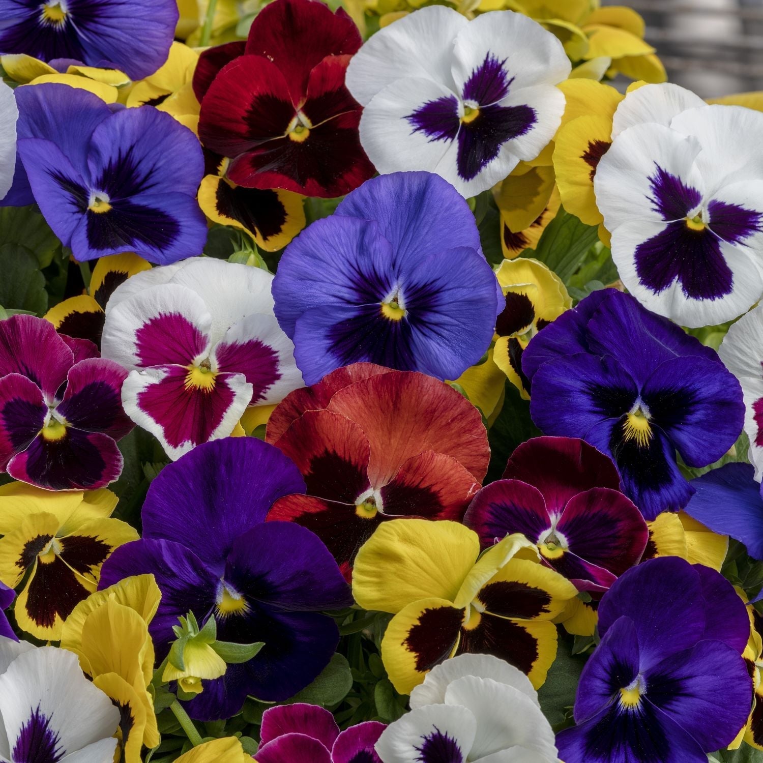 Buy Seeds Online - Pansy Mix Flower Seeds – Vedonic