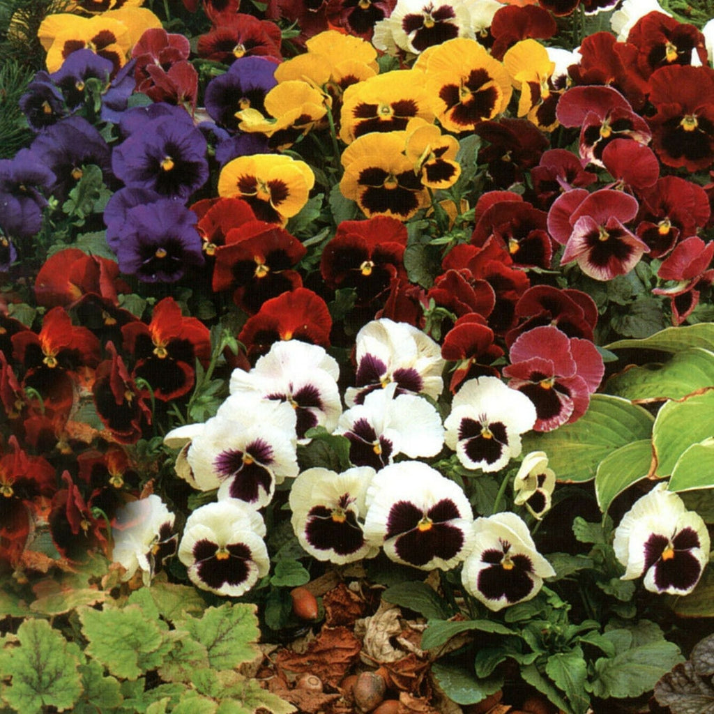 Buy Seeds Online - Pansy Mix Flower Seeds – Vedonic