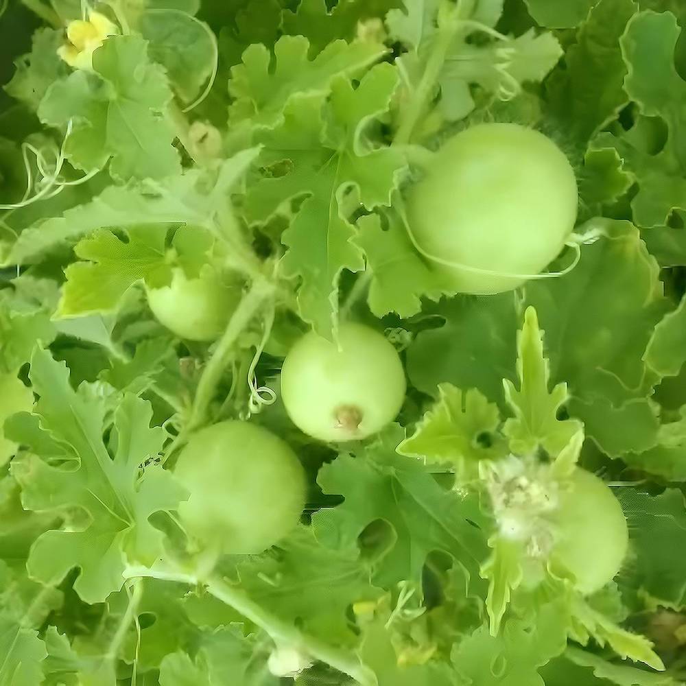 Buy Apple Gourd (Tinda) Seeds Online | Garden Supply – Vedonic