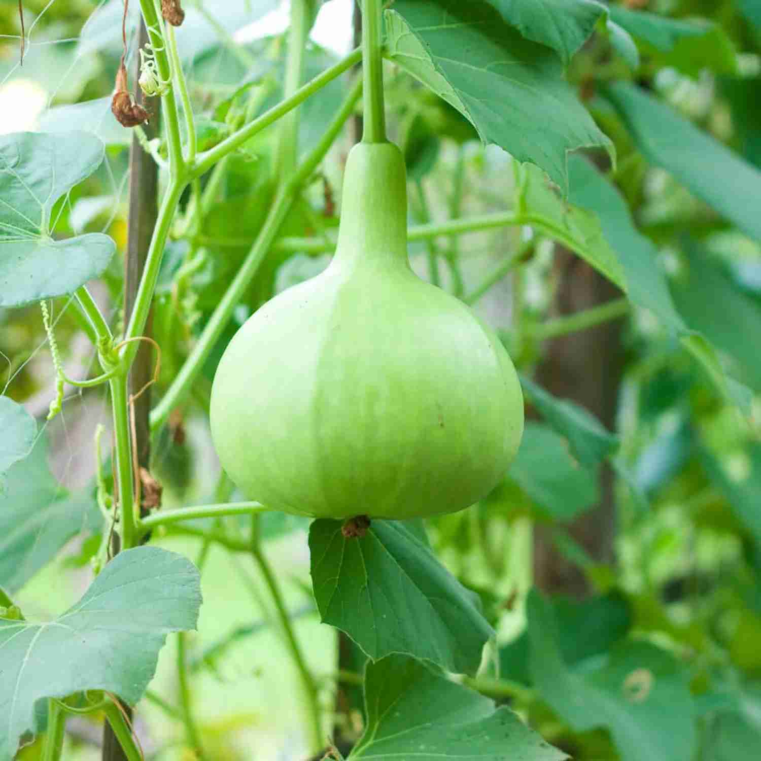Buy Bottle Gourd Round Seeds Online | Garden Supply – Vedonic