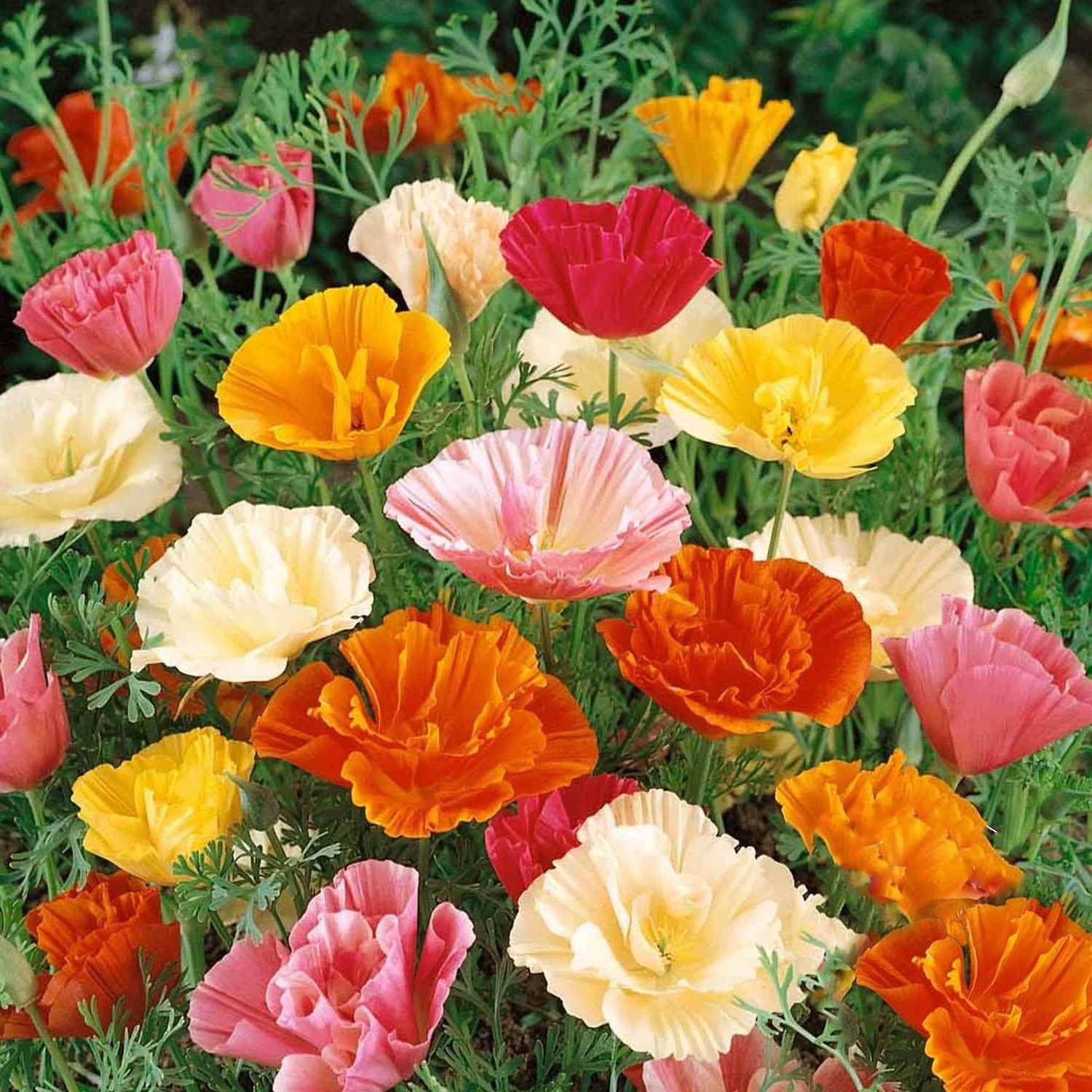 California Poppy Mix Flower Seeds – Vedonic