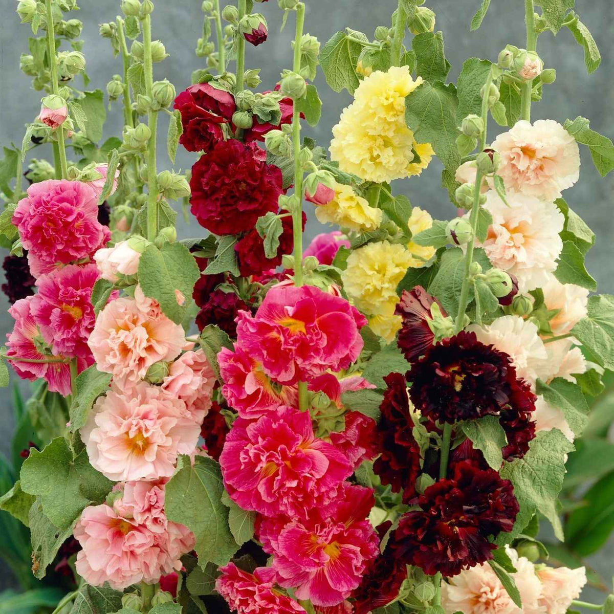 Buy Online Hollyhock Dwarf Mix Flower Seeds – Vedonic