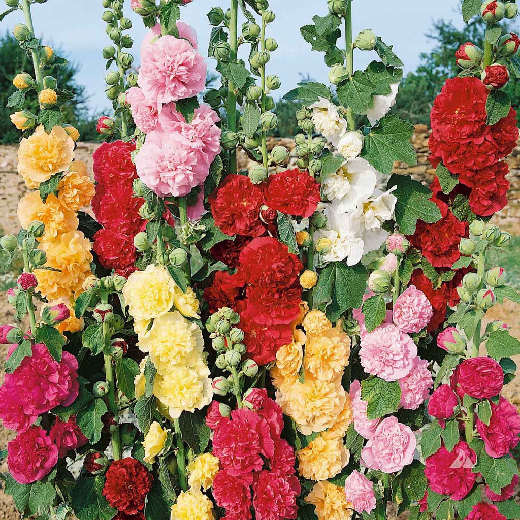 Buy Online Hollyhock Dwarf Mix Flower Seeds – Vedonic