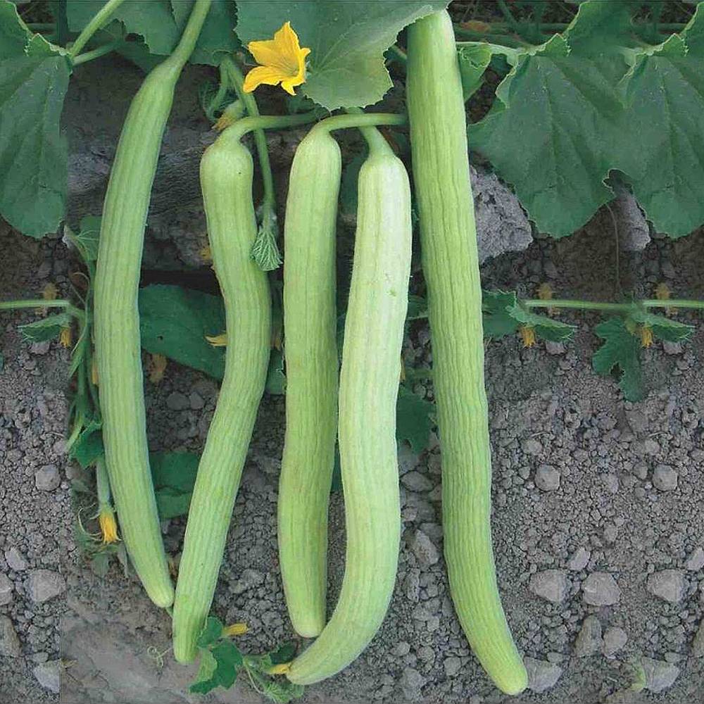 Buy Long Melon (Kakdi) Seeds Online | Garden Supply – Vedonic