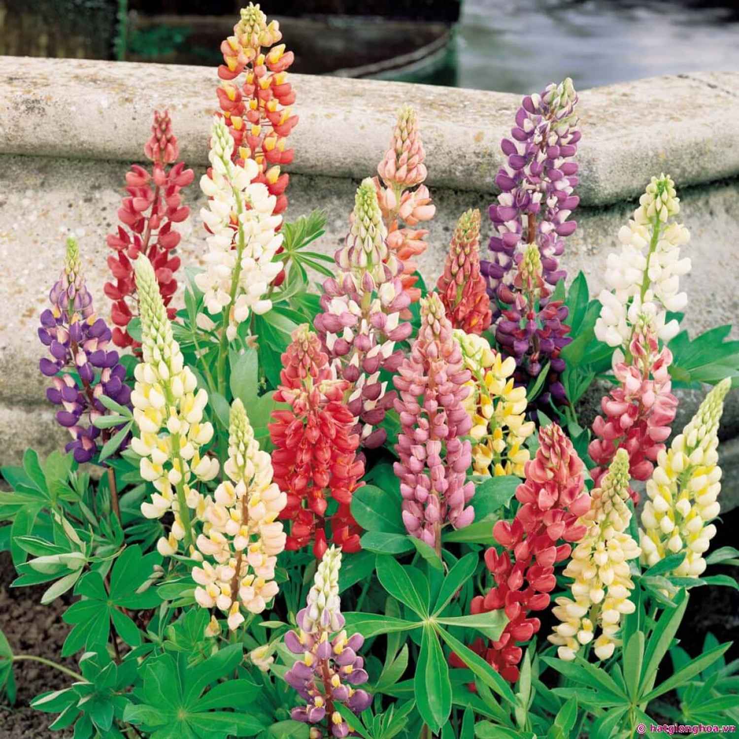 Buy Flower Seeds Online | Lupin Dwarf Mix Flower Seeds – Vedonic
